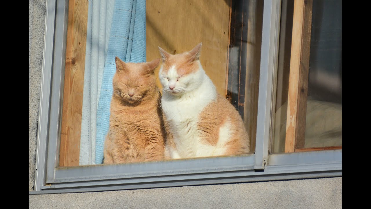 Best Of 2020 - Top Funny Pet Videos - YouTube