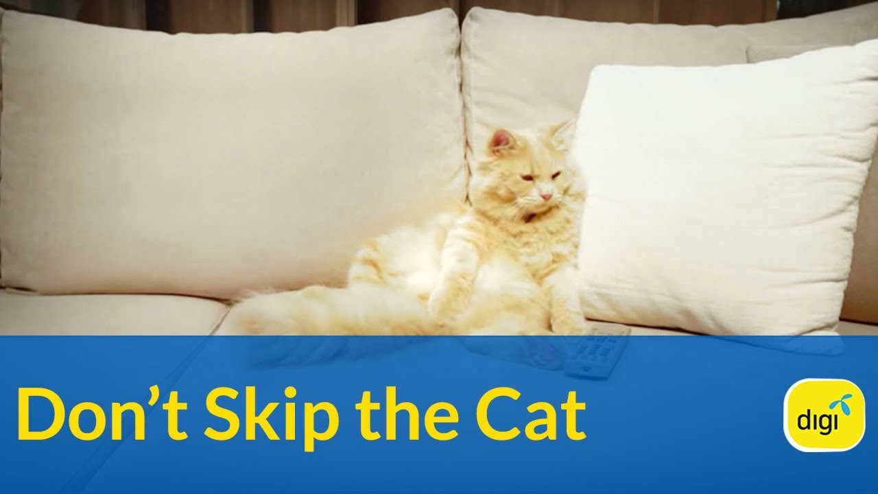 Don't skip over this cat. - YouTube
