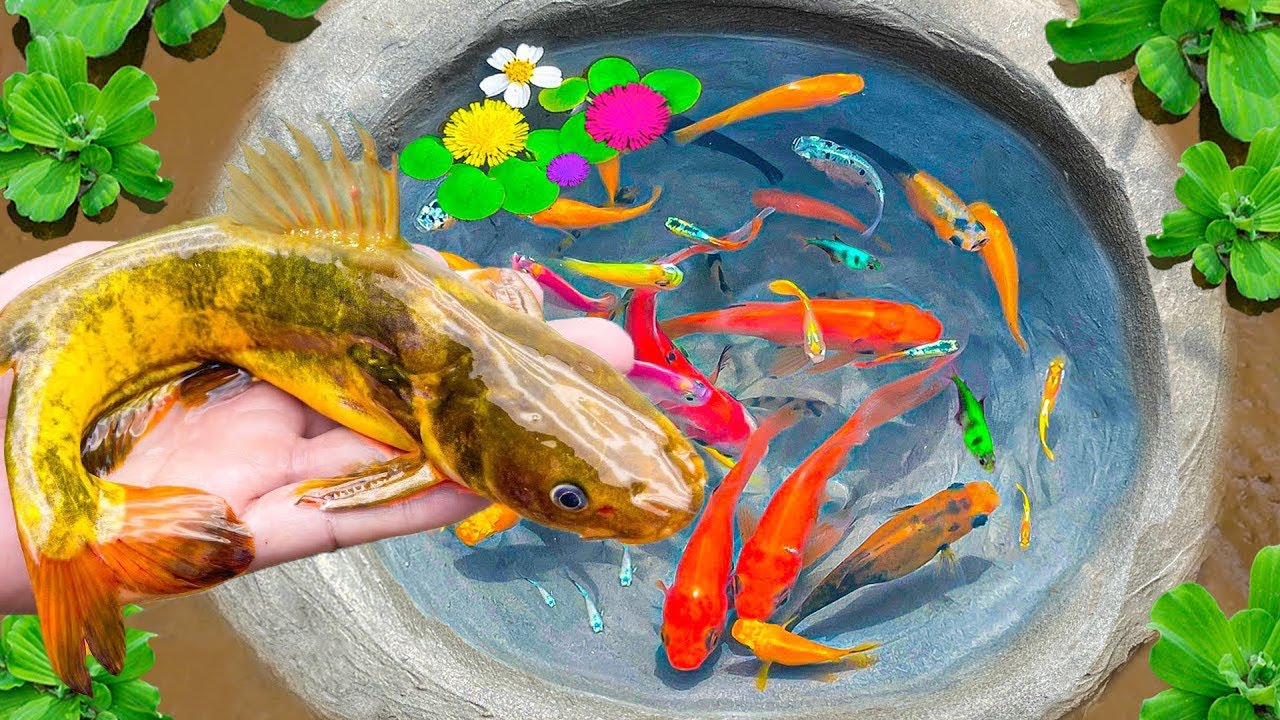 Amazing Catching Fancy Ornamental Catfish, Three Tailed Fish, Guppies ...