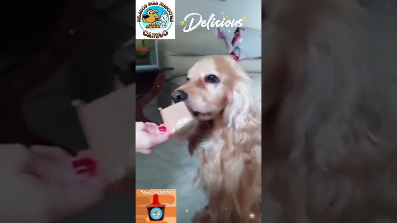 Amigo canelon disfruta de su helado de pollo con zanahoria - YouTube