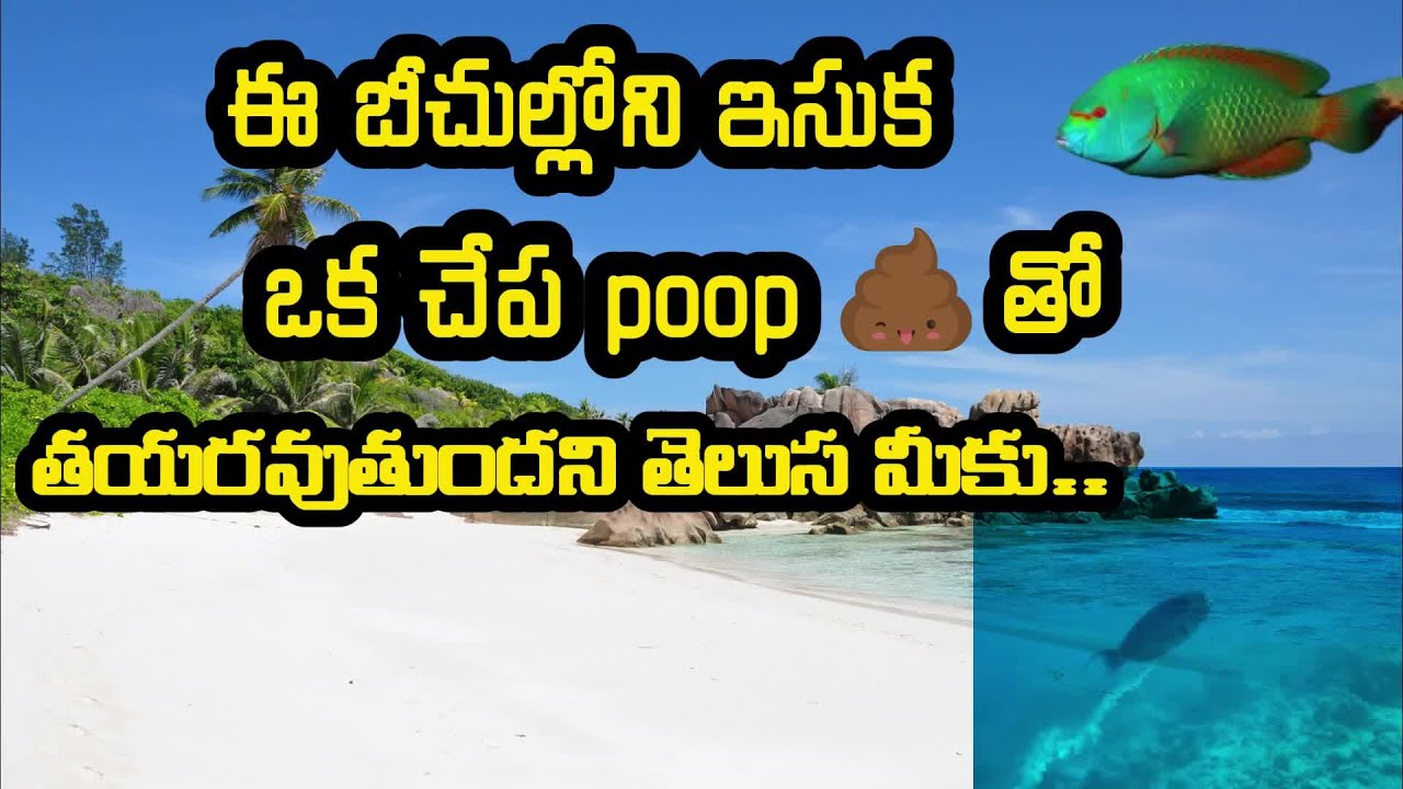 Parrot fish White sand beaches are made with the poop of the fish# ...