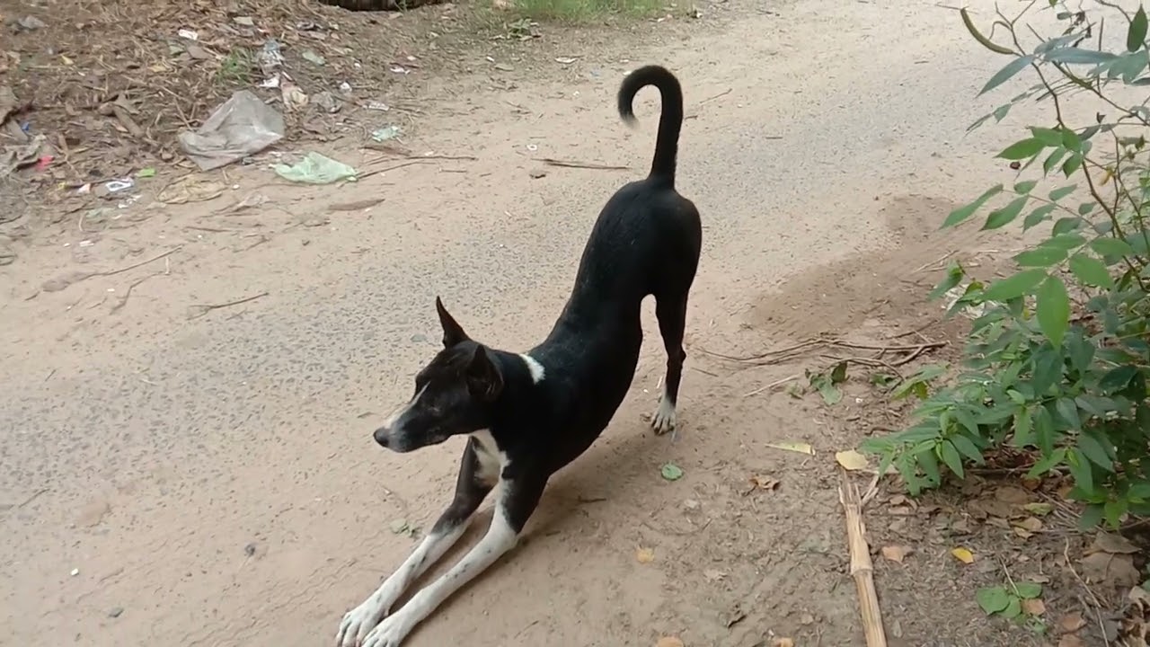 desi dog walking video 🐕 amazing dog 🤩 cute desi dog😍 - YouTube