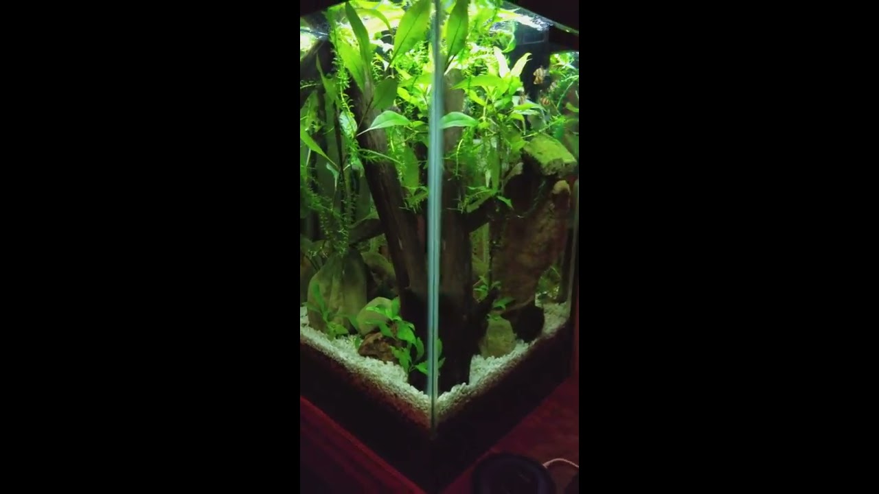 15 Gallon Column Aquarium Aquascape Update - YouTube