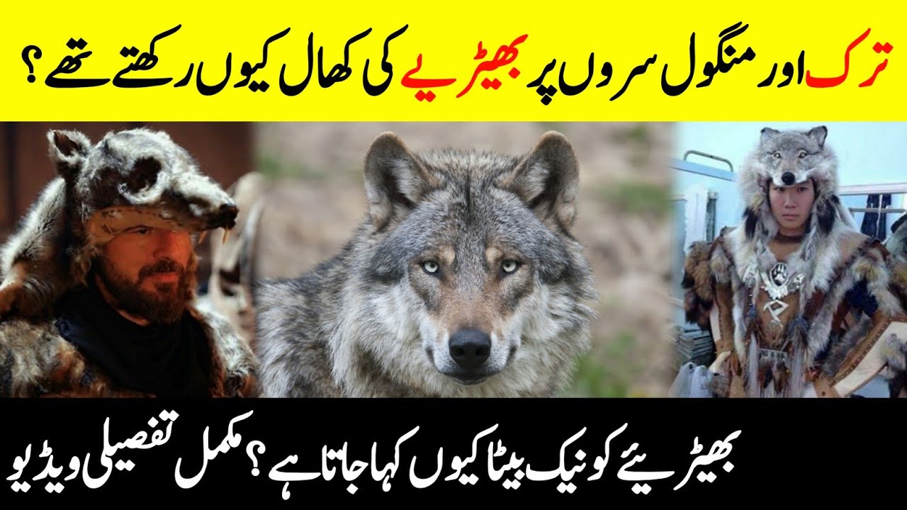 Why Turks & Mongols Love Wolf? || Amazing Facts About Wolvies Life ...