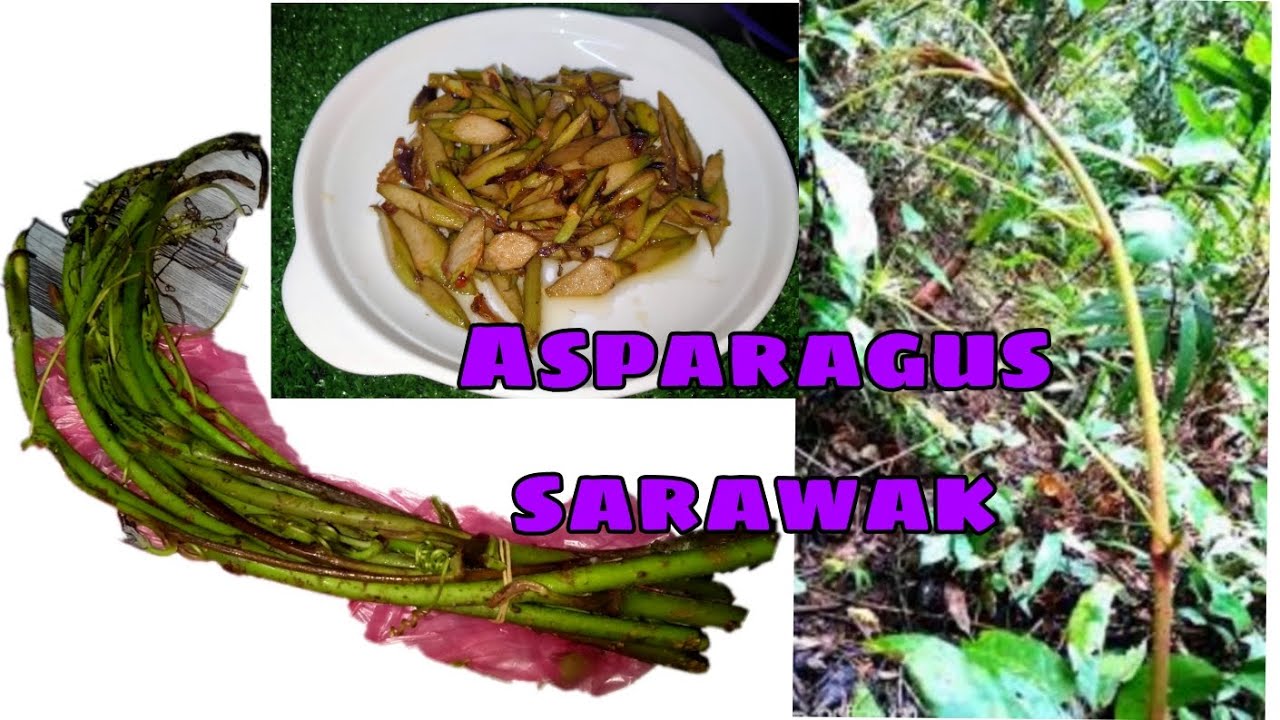 ASPARAGUS Sarawak berduri ?? || Sayur hutan menjalar || Pucuk kemudang ...