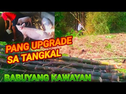 HYBRID BABOYANG KAWAYAN | BACKYARD HOG RAISER - YouTube
