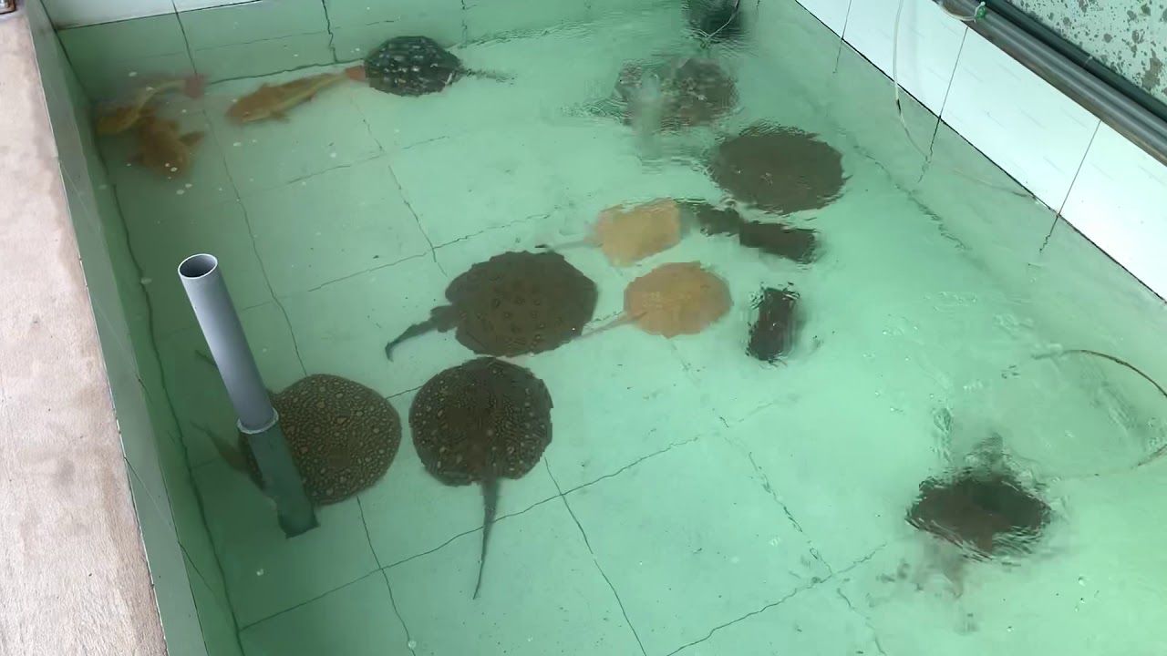 Cá sam - cá đuối nước ngọt . - YouTube