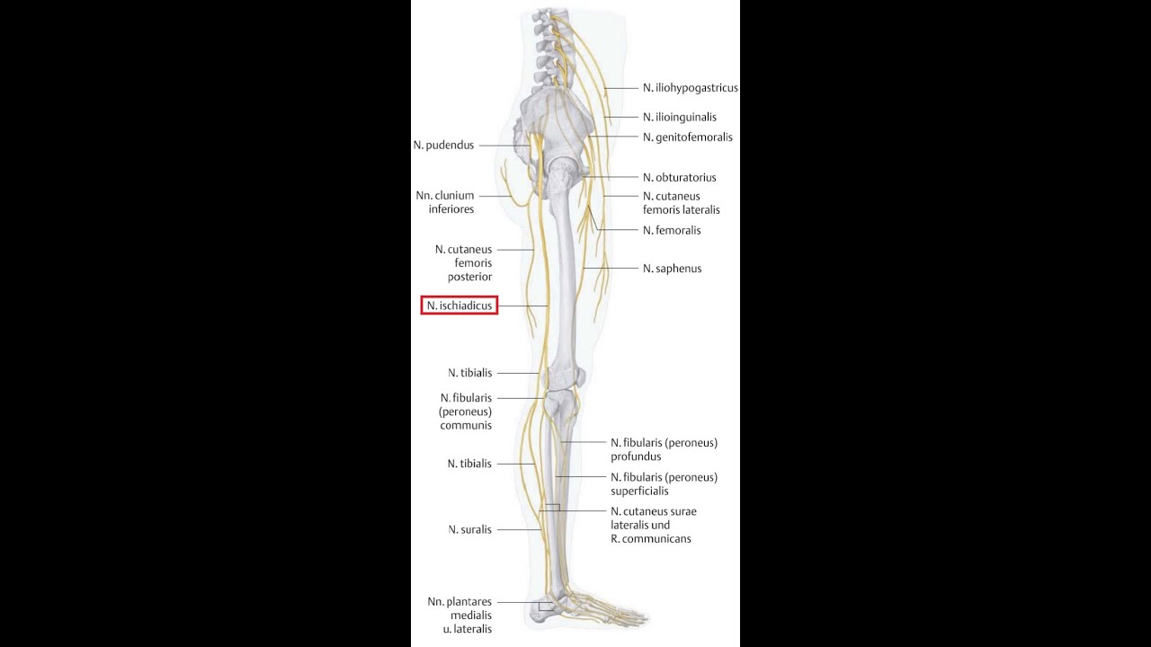 Der Verlauf des Nervus ischiadicus | Nerven der unteren Extremität ...