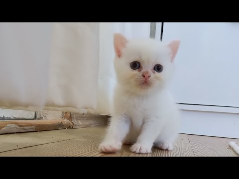 Komik kediler(Kedilerin tik tok komik videoları)