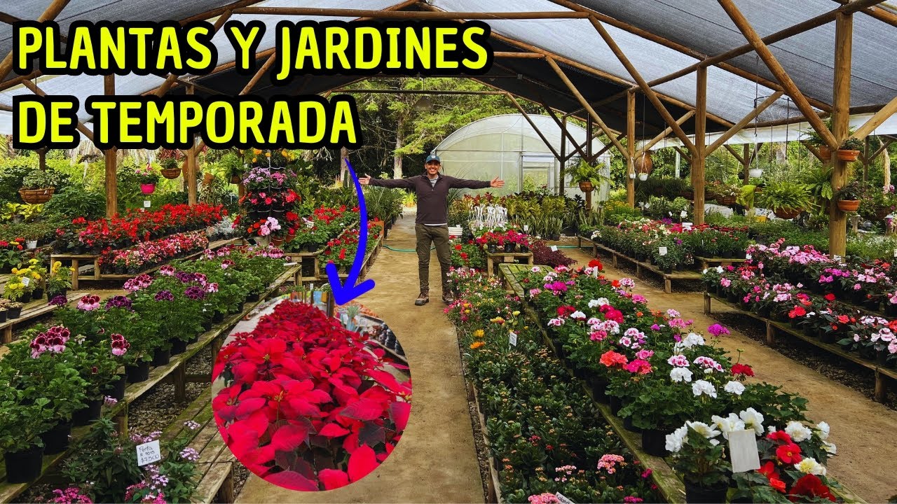 Tour por hermoso VIVERO tropical, PLANTAS de TEMPORADA | Jardín del ...