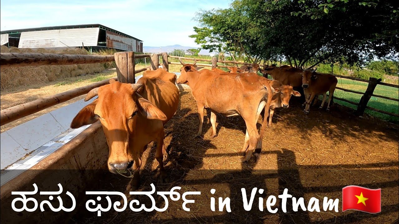 VN | ಹಸು ಫಾರ್ಮ್ In Vietnam | Cow farming in Vietnam | Sudarshan ...
