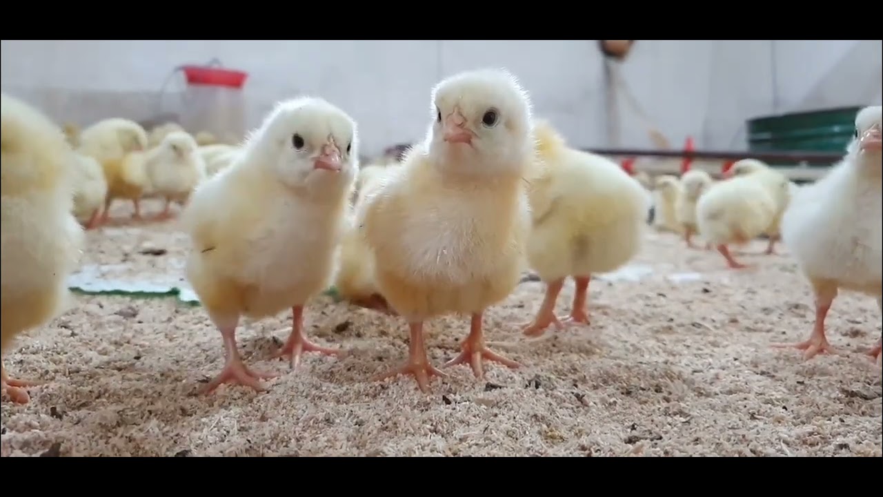 "Raising Happy Hens: The Ultimate Guide to Nurturing Your Flock's ...