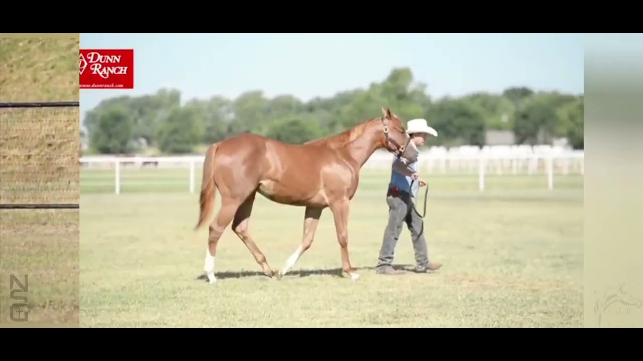 Añales Dunn Ranch - Subasta Heritage Place - YouTube