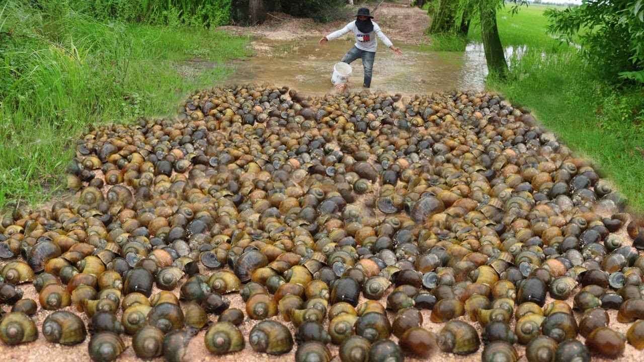 Wow wow! OMG pick a lots of snails on the road in field near village by ...
