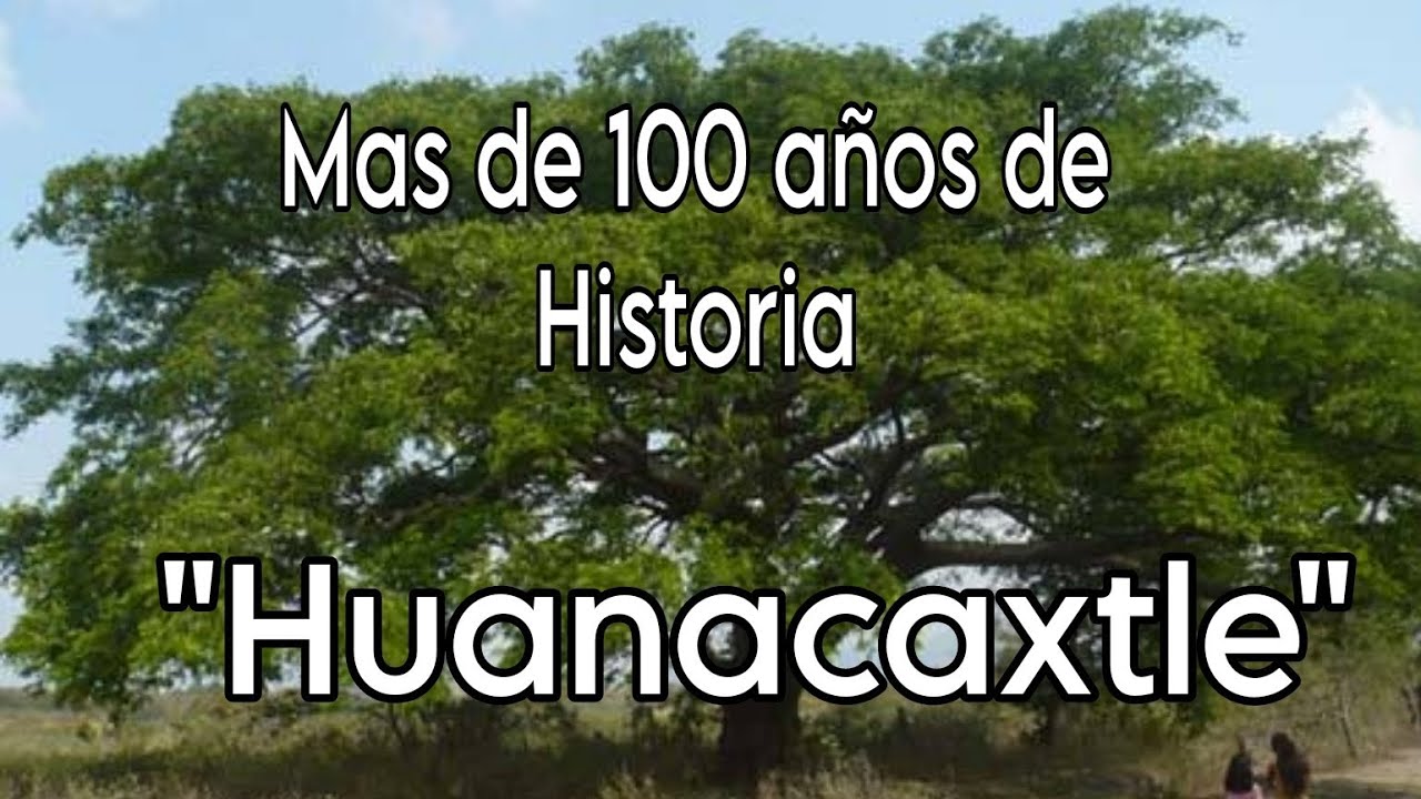 Huanacaxtle Un Árbol Maguestuoso y Emblematico Del Huejote Badiraguato ...