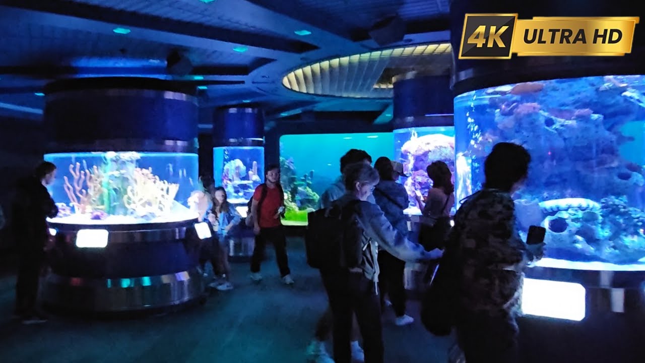 Ocean Life 4K (The Seas with Nemo & Friends) Disney EPCOT - 12 DEZ 2023 ...