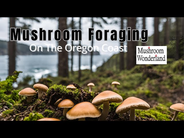 Oregon Edible Mushrooms Identification