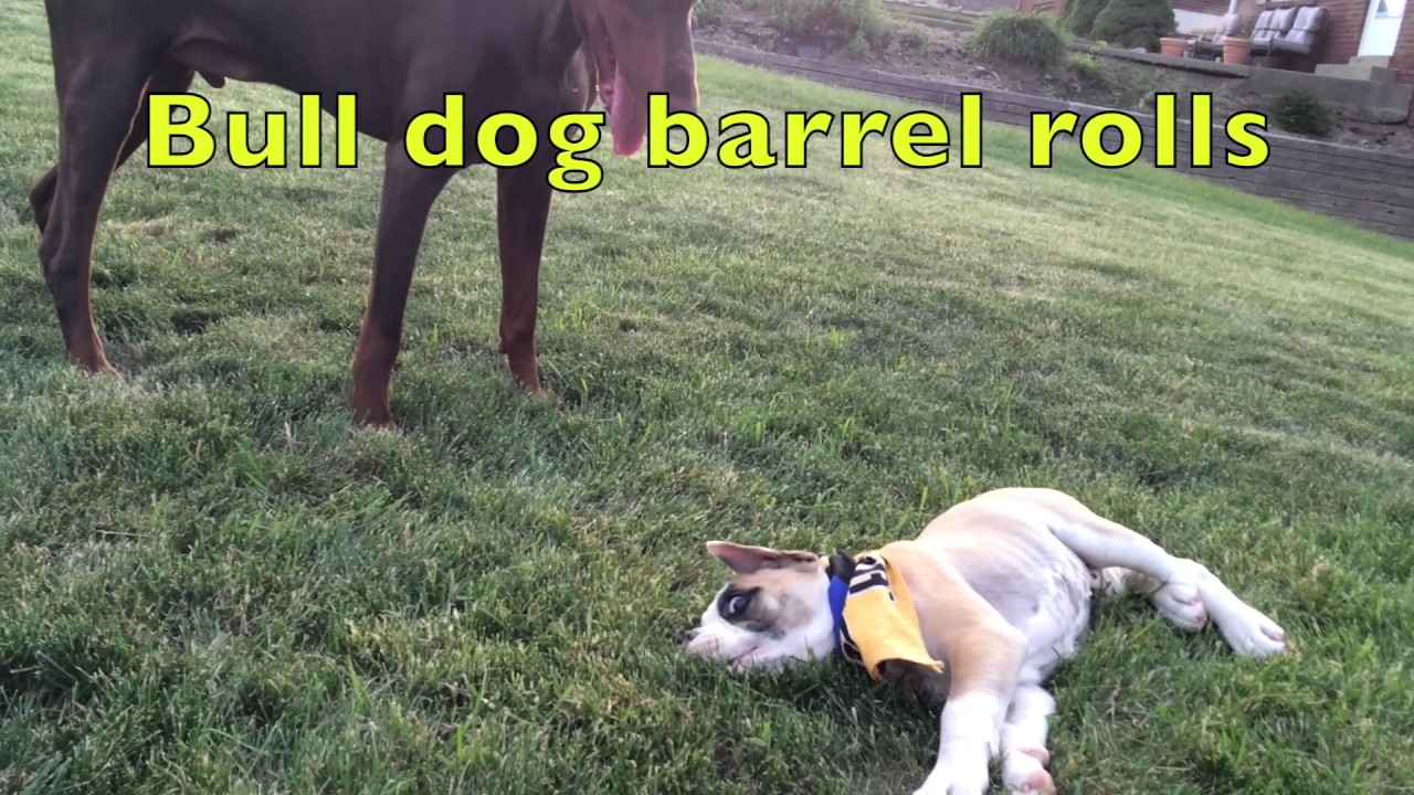 old english bull dog barrel rolls non stop - YouTube