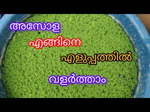 അസോള എങ്ങിനെ കൃഷി ചെയ്യാം #Asolakrishi#kozhivalarthal