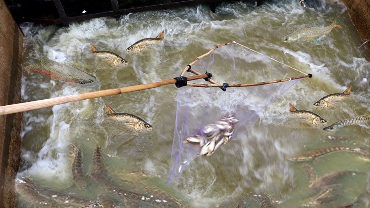 Amazing Khmer Real Life Fishing At Siem Reap Cambodia - Catch A Lot OF ...