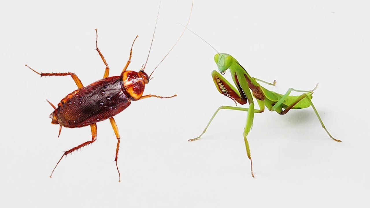 當小螳螂遇到大蟑螂！When a little Mantis meets a big cockroach - YouTube