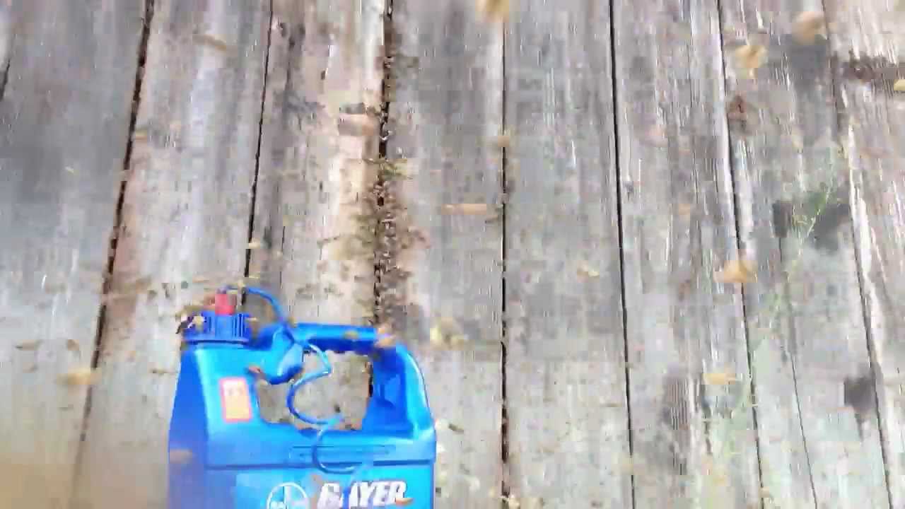 Africanized Bee Removal Service (559) 212- HIVE (559) 212- 4483 - YouTube