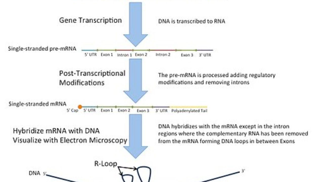 R-LOOP TECHNIQUE - YouTube