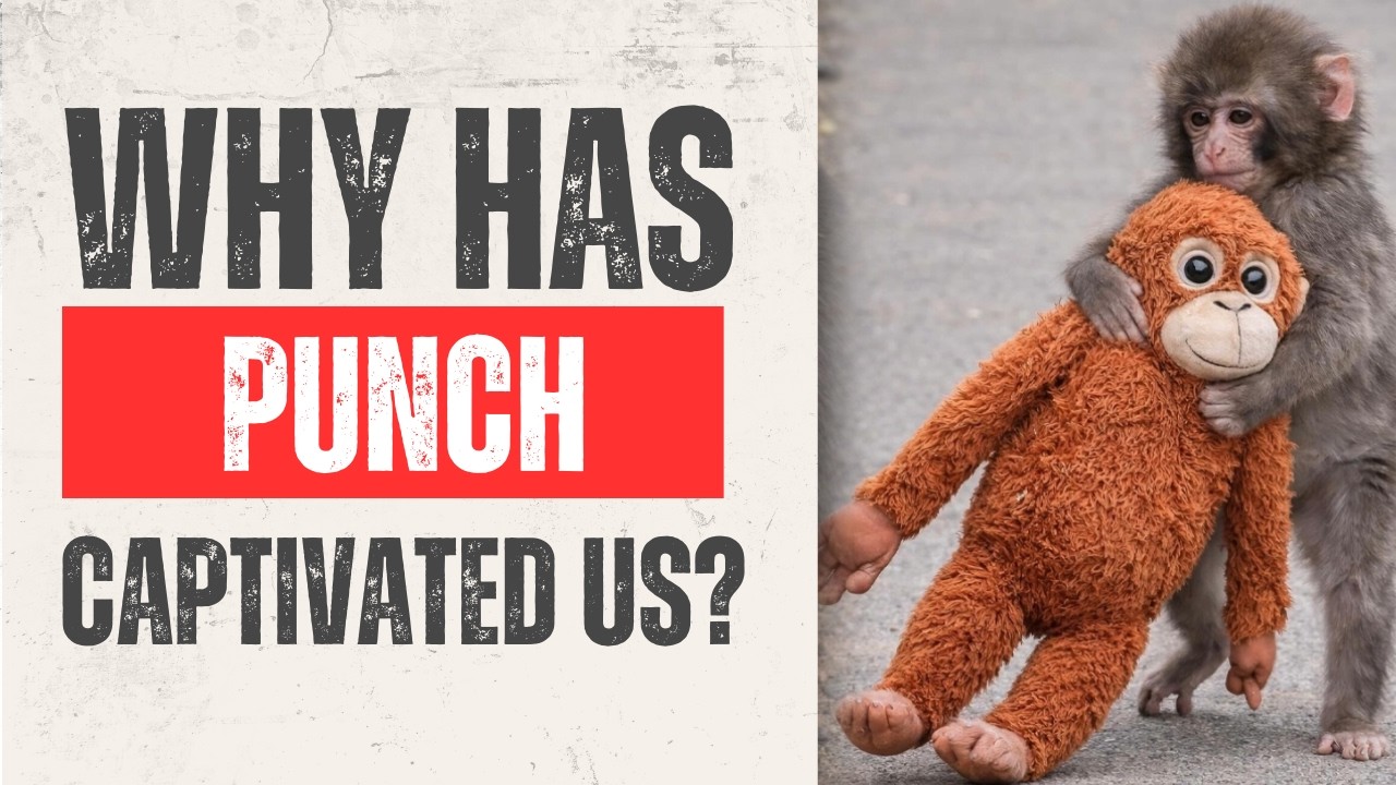 Why has punch the monkey captivated us - YouTube