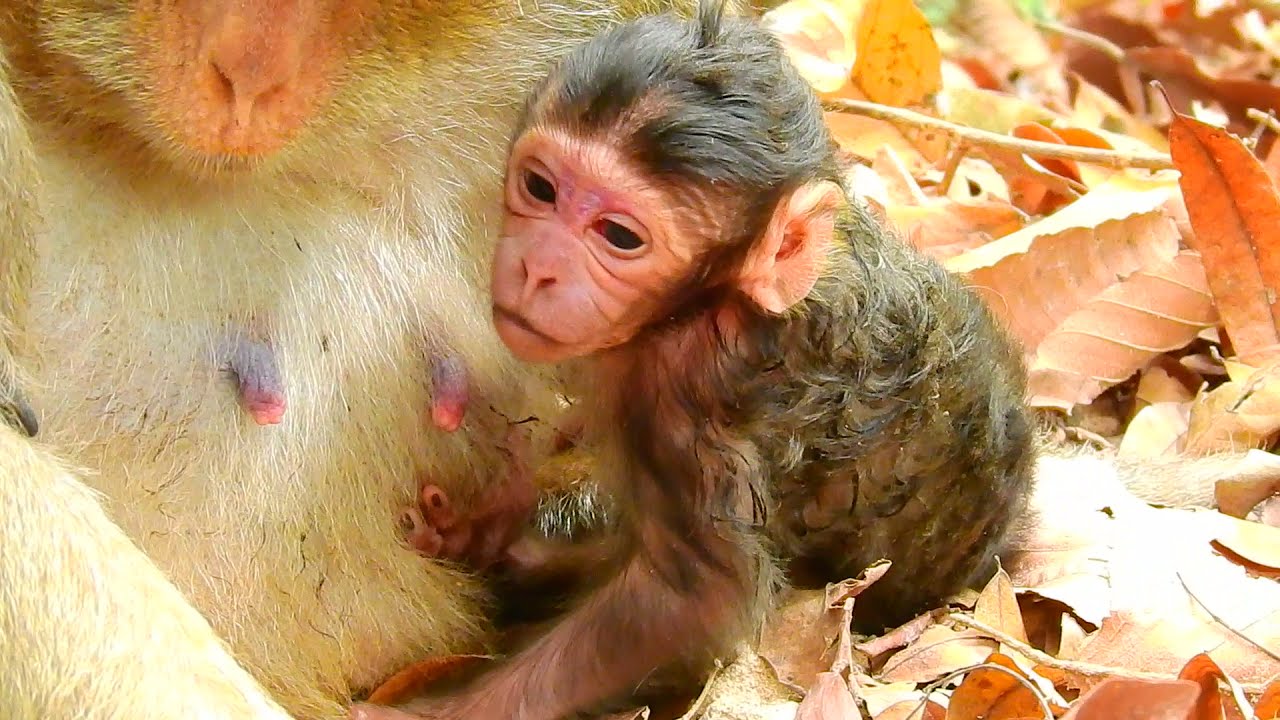 WOW adorable newborn baby monkey Thona start crawling and looking at ...