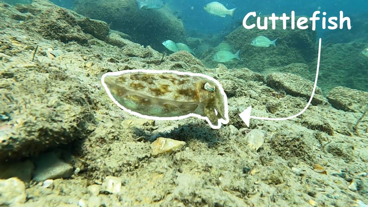 Cuttlefish at the Gold Coast Seaway! - YouTube