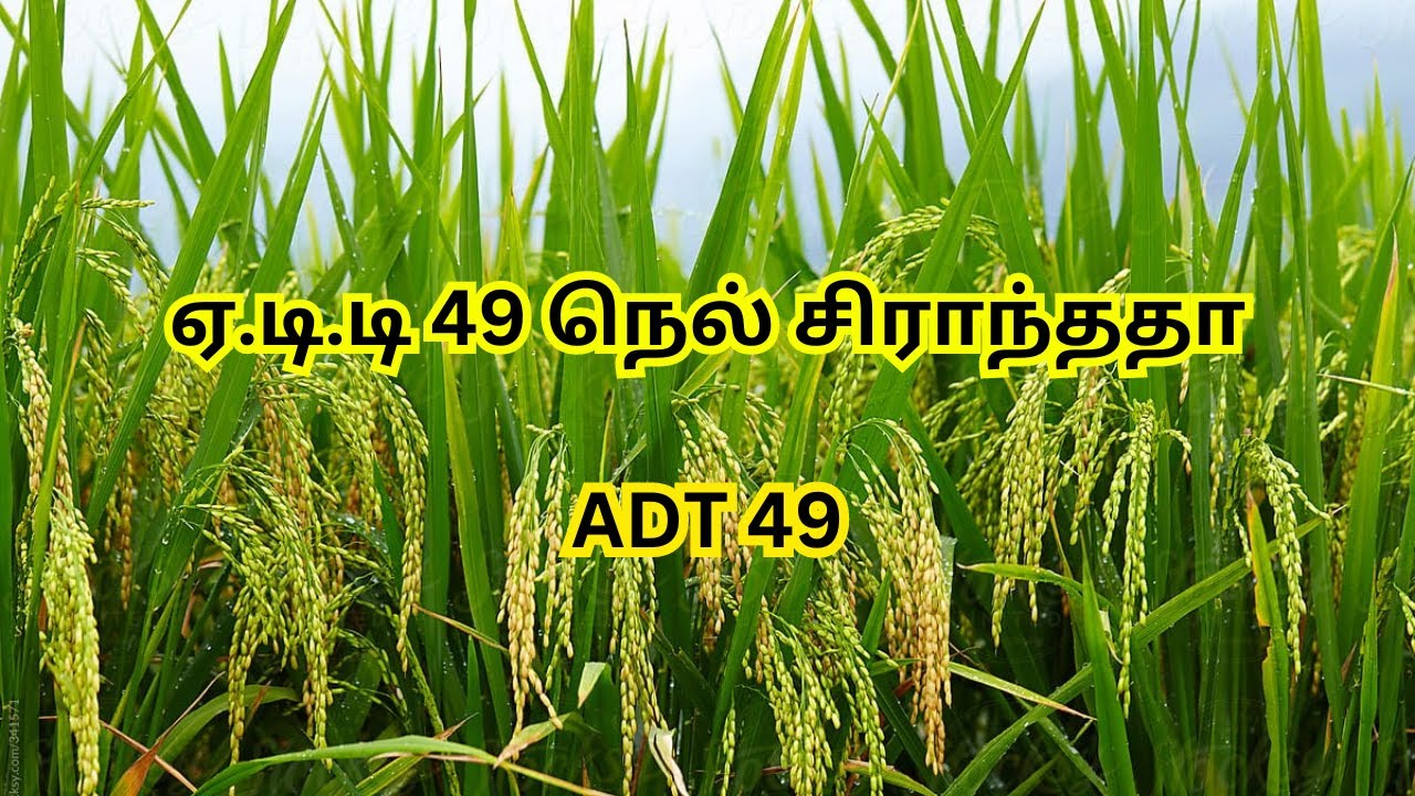 High Yield Paddy Variety tamil chennai paddy paddyfarming thanjavur high-yield-paddy-variety-tamil-chennai-paddy-paddyfarming-thanjavur