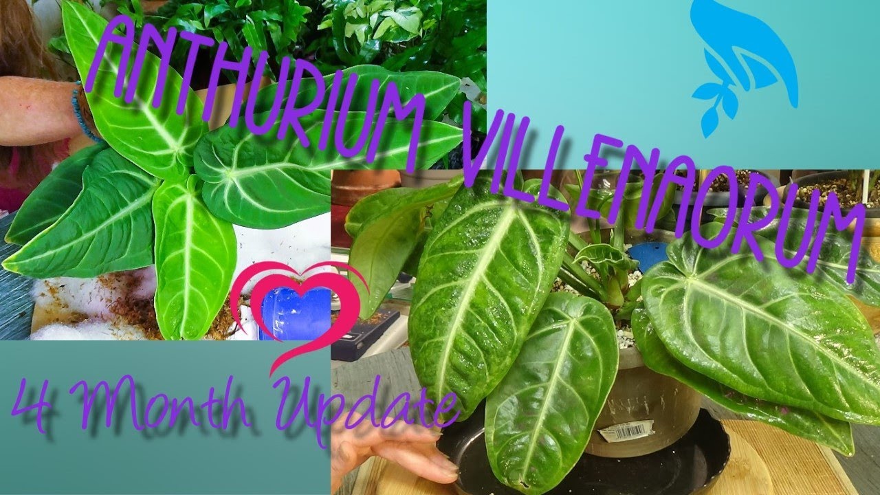 Anthurium Villenaorum 4 month update - YouTube