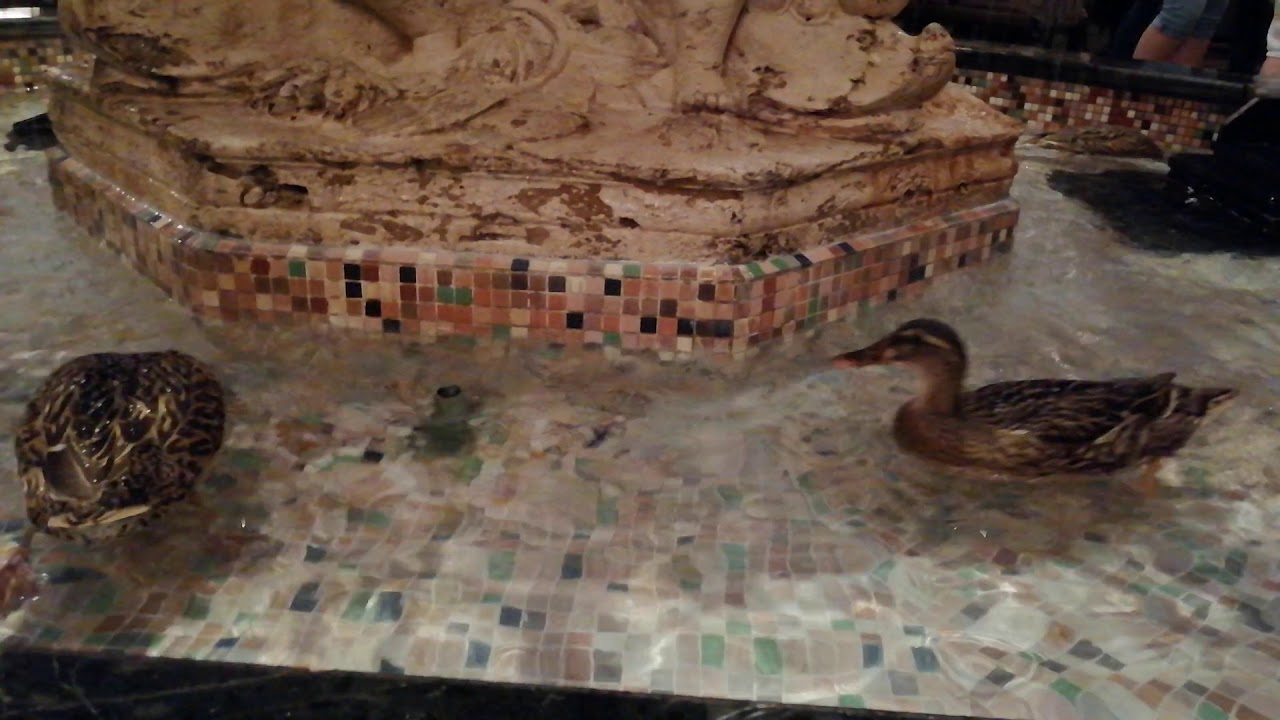 Peabody Hotel Ducks, Memphis TN - YouTube