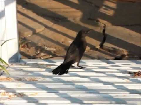 Drunk Crow.wmv - YouTube