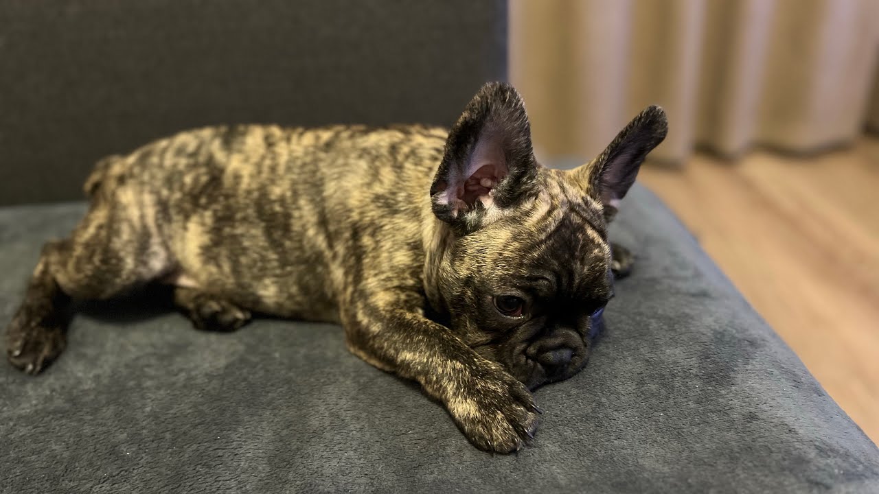 Frenchie Puppy’s Evening Workout! 🐾💪 - YouTube