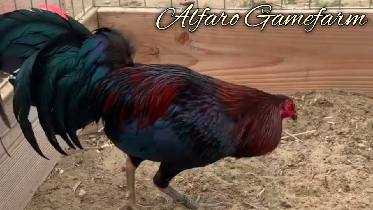 Black Jap - ALFARO FARM - YouTube