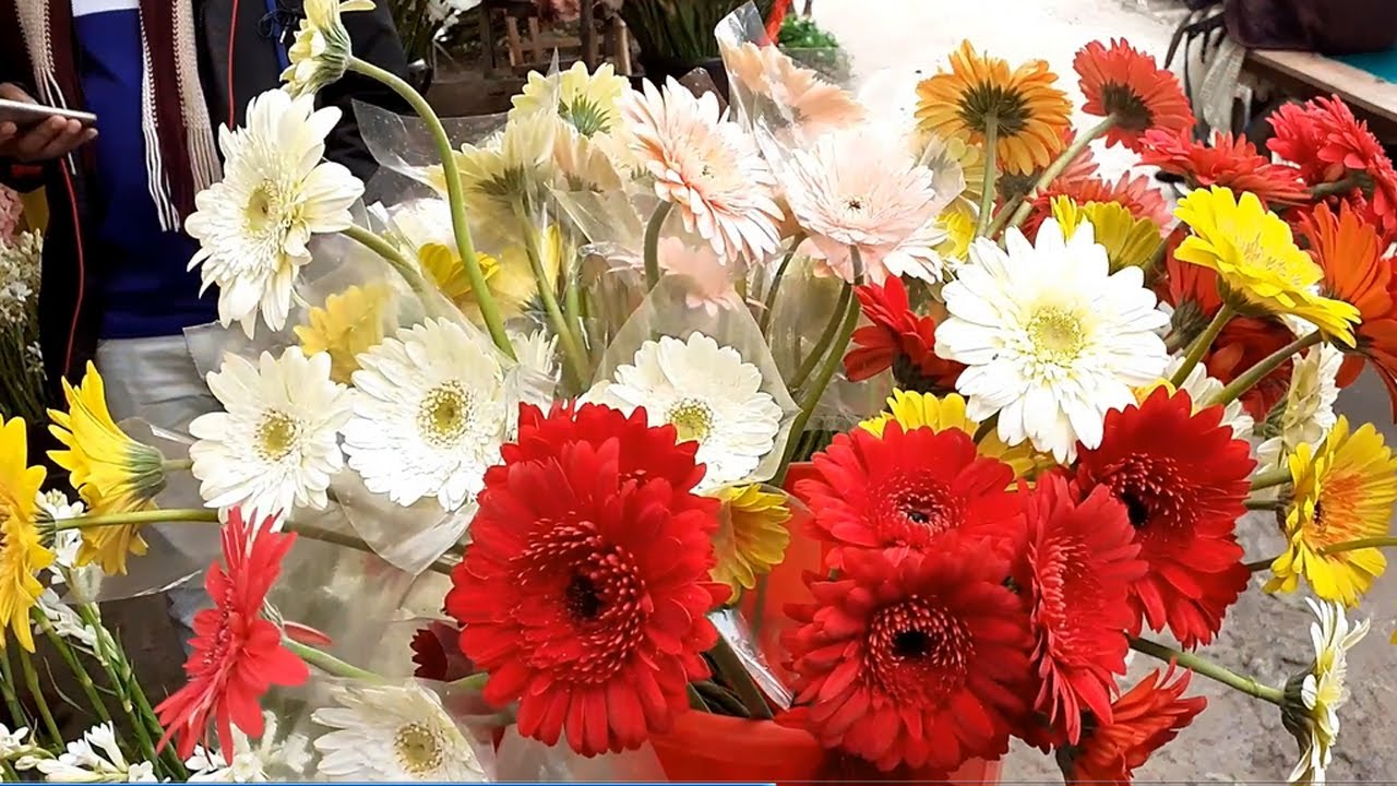 Godkhali, Largest flowers garden in Bangladesh/গদখালী, ঝিকরগাছা,যশোর ...