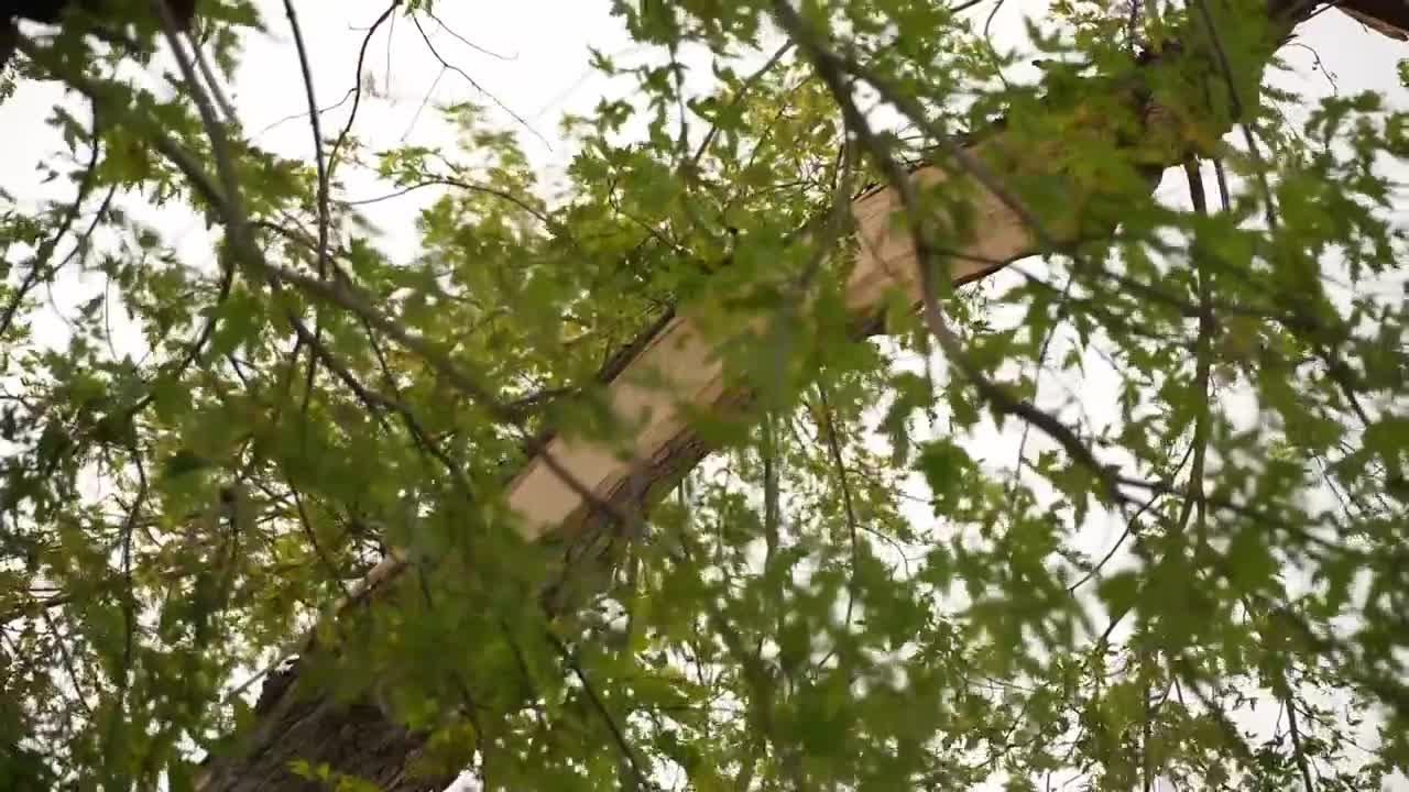 Billings arborist urges proper maintenance to avoid tree damage from ...