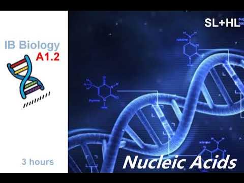 IB Biology 2025 A1.2 Nucleic Acids SL+HL Note #ib #ibbiology #biology # ...