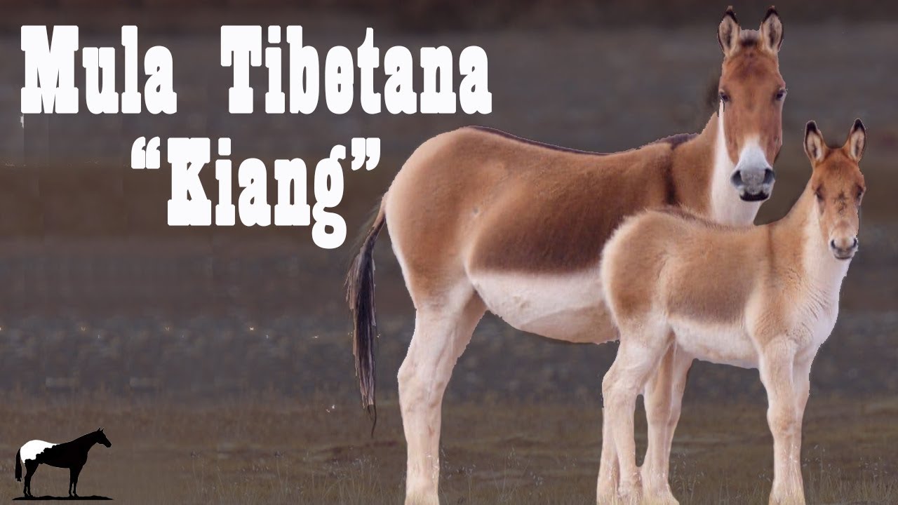 "Mulas Salvajes Tibetanas" Las Únicas Que Pueden Parir Naturalmente ...