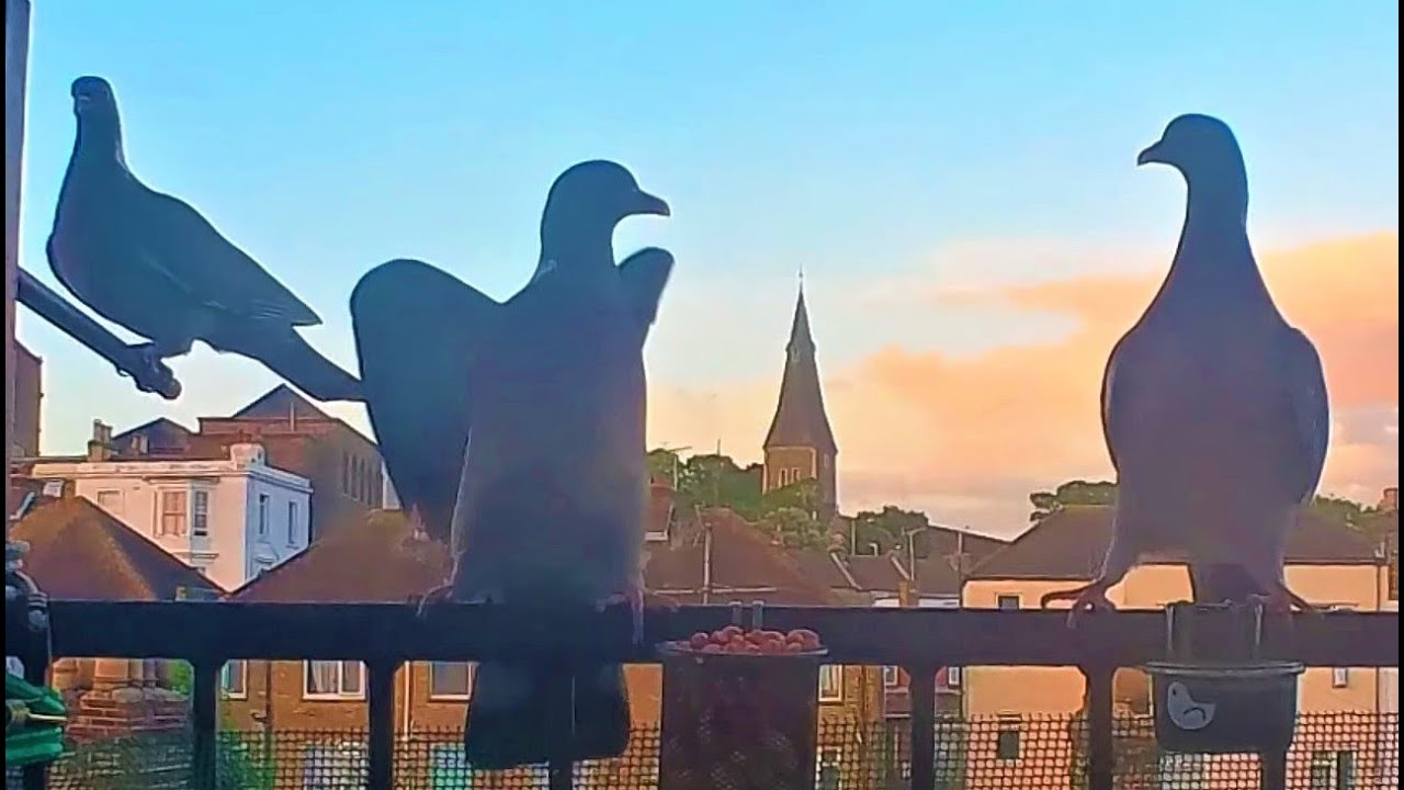 Wood Pigeon 'Tank' Attacks Everyone, Slap and Chase, Sunset Silhouettes ...