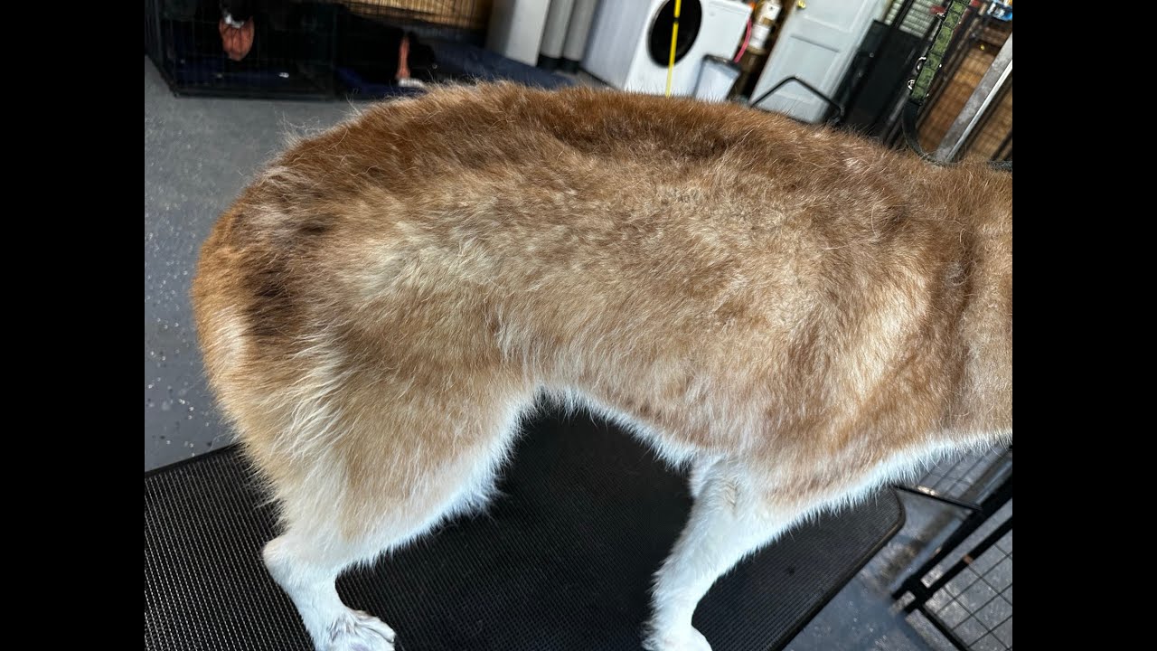 Just a simple deshed on a husky... - YouTube