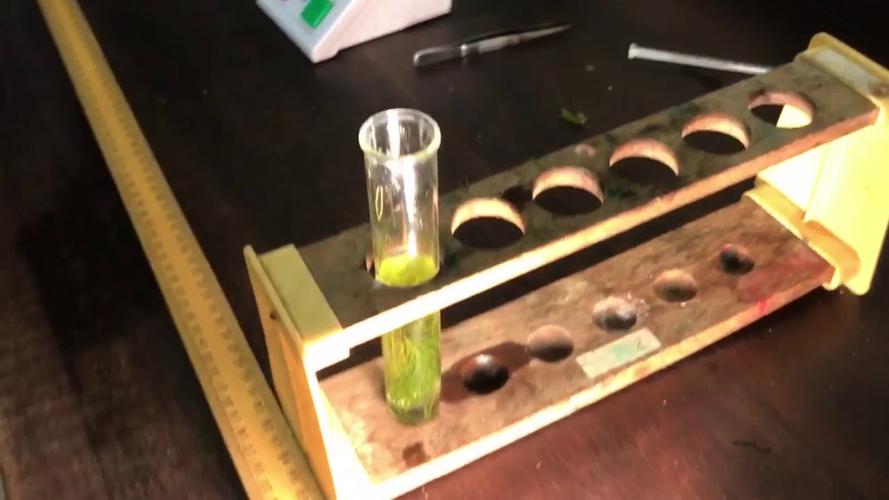 Photosynthesis AQA GCSE required practical - YouTube