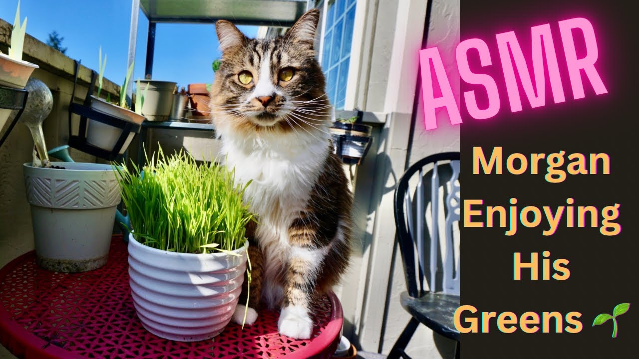 [ASMR] Morgan Enjoying His Greens 🌱😻 - YouTube