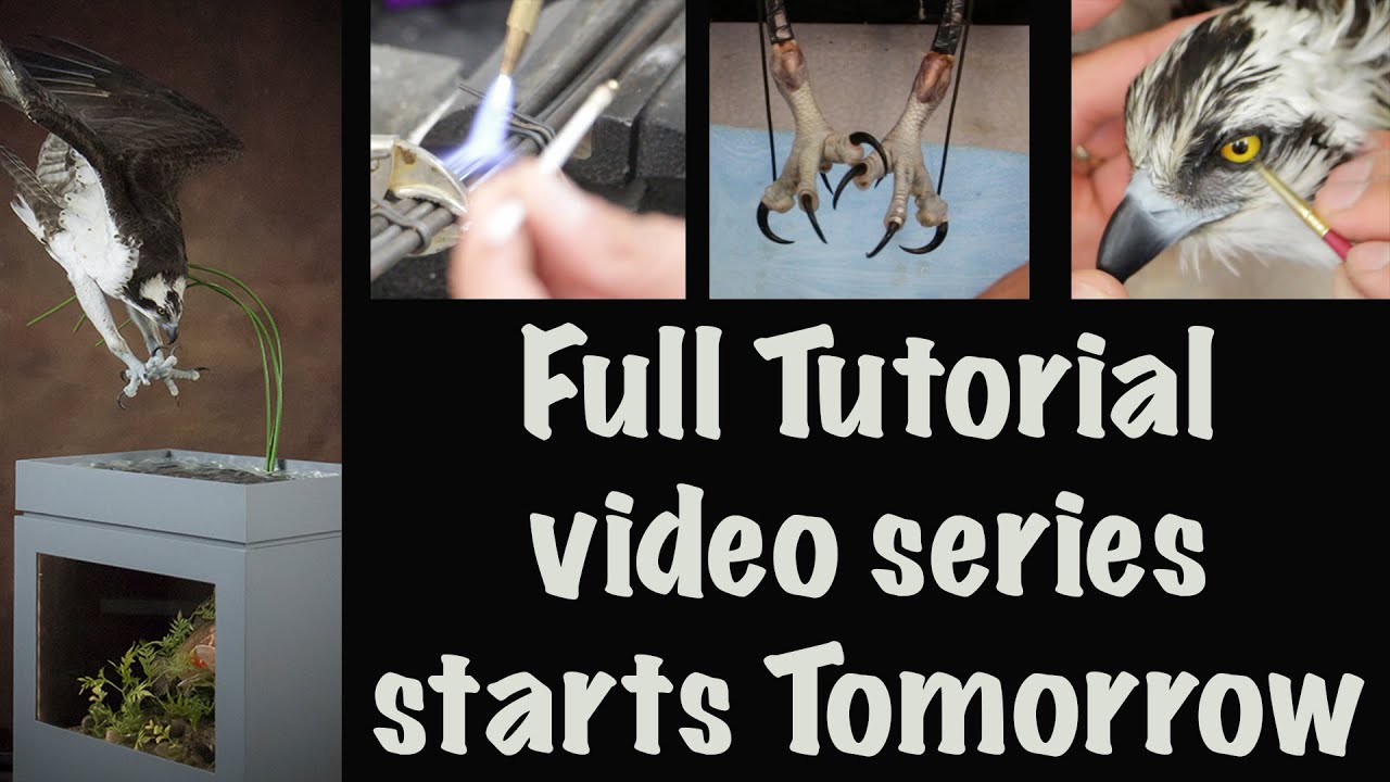 Osprey diving. FullTaxidermy tutorial . - YouTube