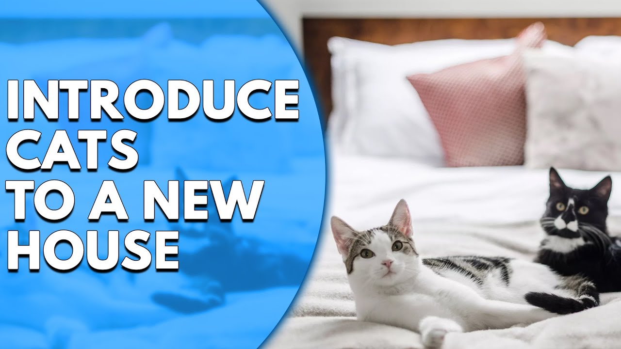 How to Introduce Cats to a New House: Settling Your Cat Into a New Home ...