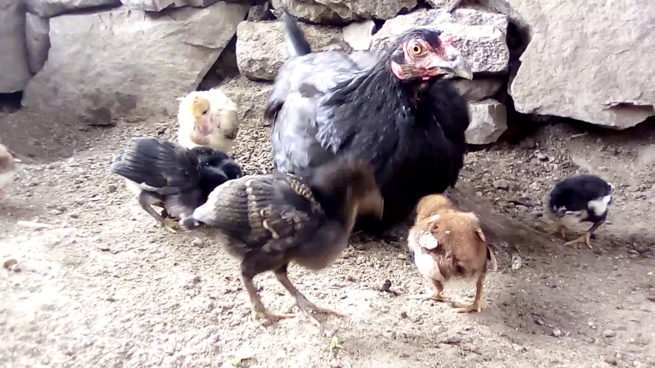 POLLITOS NAVAJEROS Y UN CARIOCO - YouTube