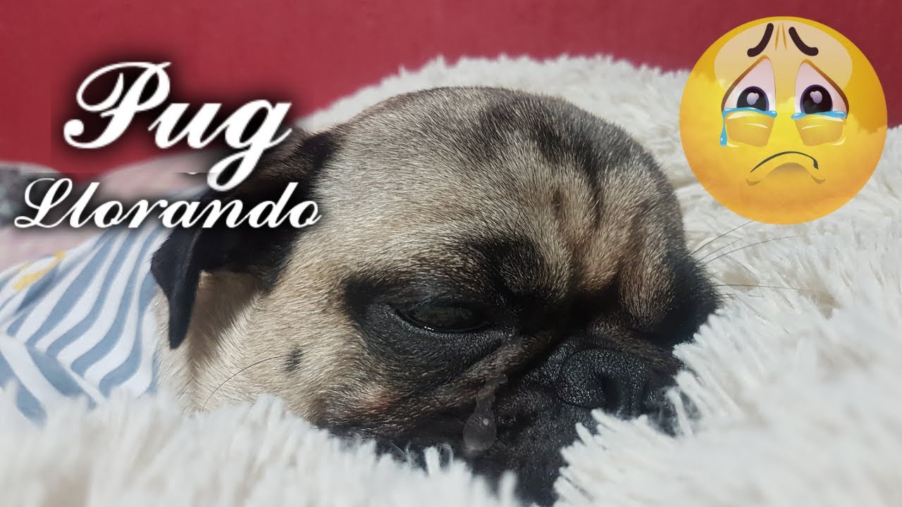 🐶 Perrito PUG Llorando 😢 // COMO lloran los PERROS - YouTube
