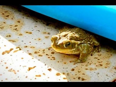 Sapo comiendo insectos [HD] - YouTube