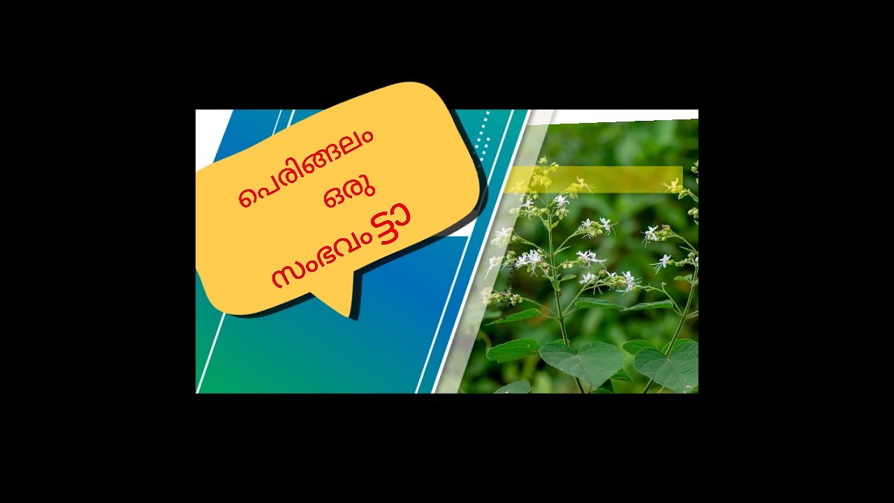 peringalam plant in aayurvedha | പെരിങ്ങലം ചെടി ഒരു സംഭവാട്ടാ - YouTube
